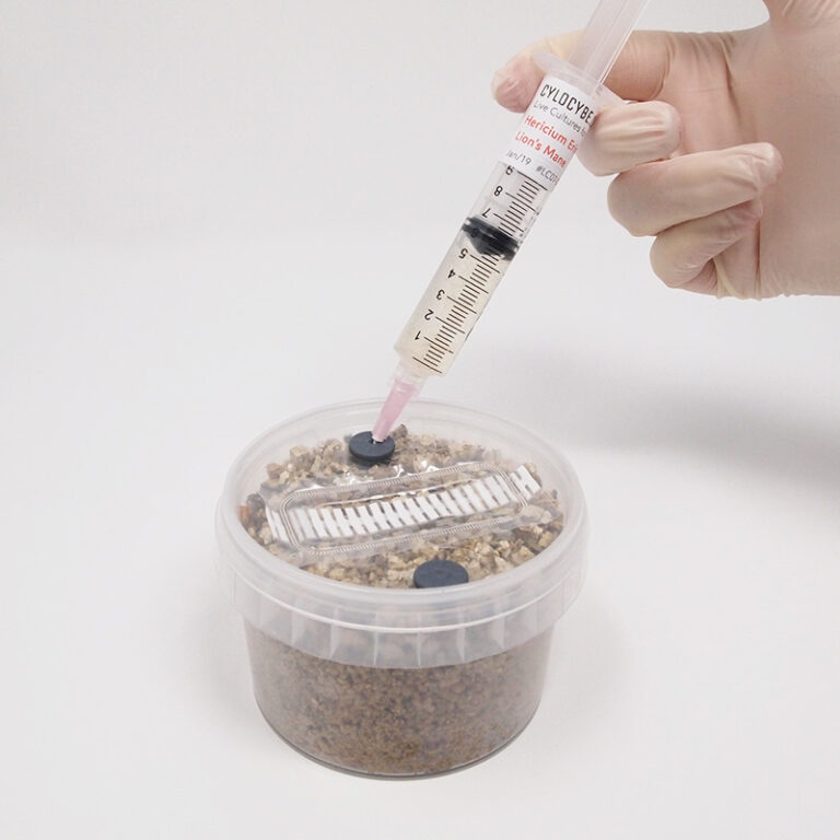 UK Mushroom Growing Kits and Magic Spores for Research